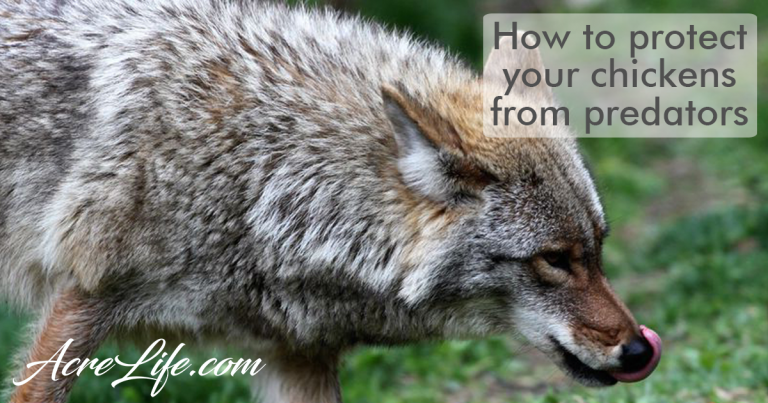 How to Protect Your Chickens from Predators – AcreLife