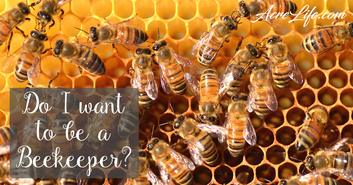 To Bee or Not to Bee? Are You Ready to Become a Beekeeper - Acre Life