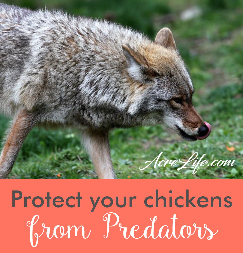 How to protect your chickens from predators
