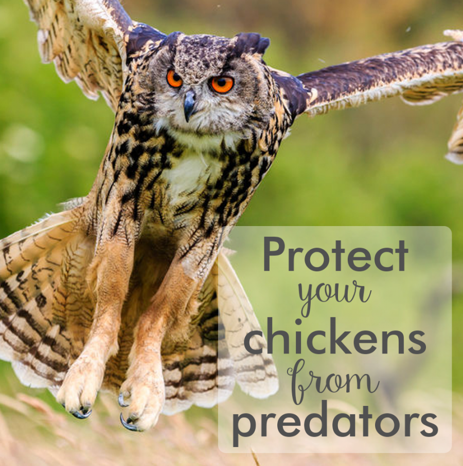 How I Failed My Flock By Not Protecting Them From Predators