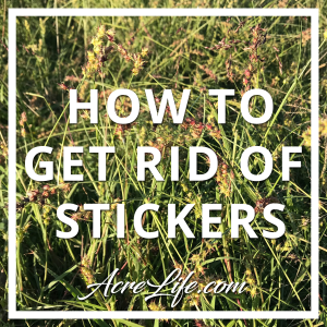 How to Get Rid of Stickers or Sand Burrs - Acre Life