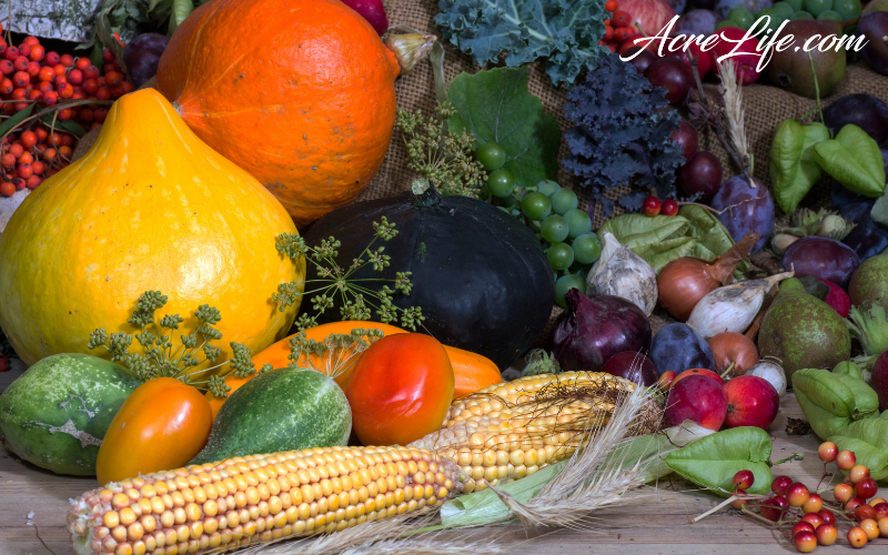 Your Vegetable Garden In September and October - Acre Life