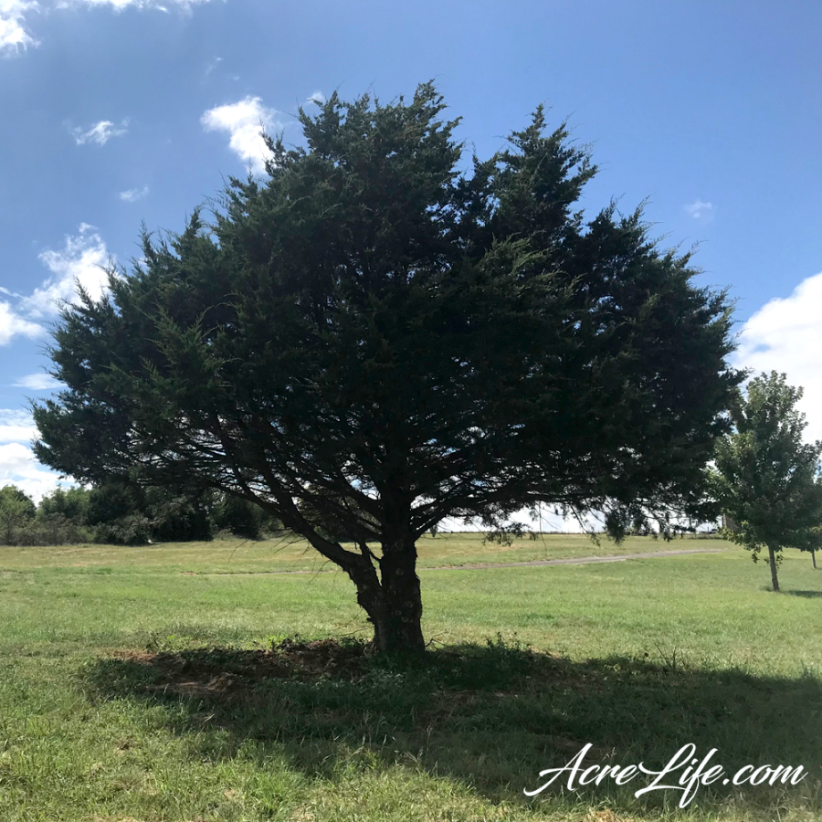 How To Build A Cedar Gate - Acre Life DIY Project
