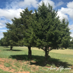 Trimming Cedar Trees