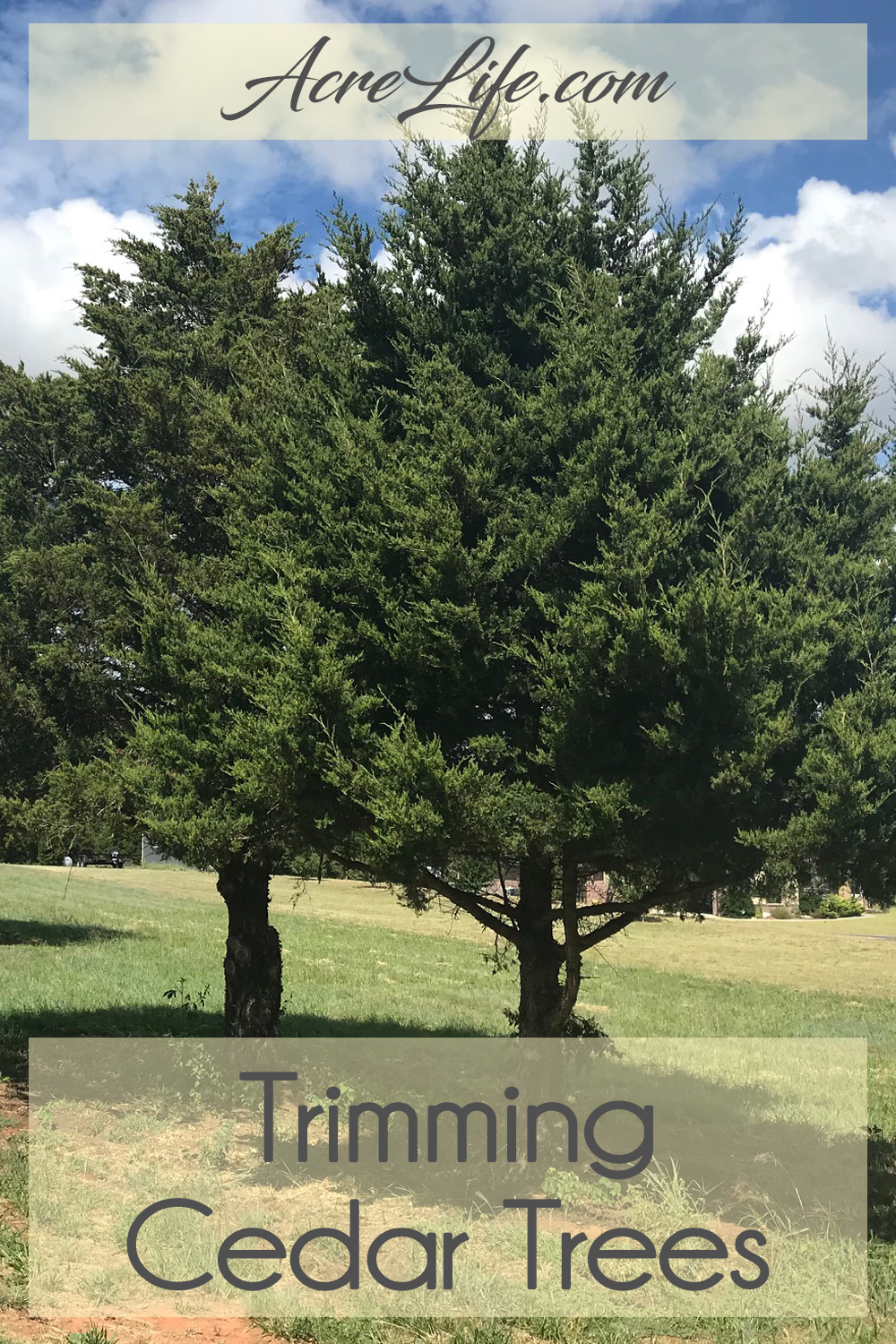 Trimming Cedar Trees - Acre Life Improving Our Acreage