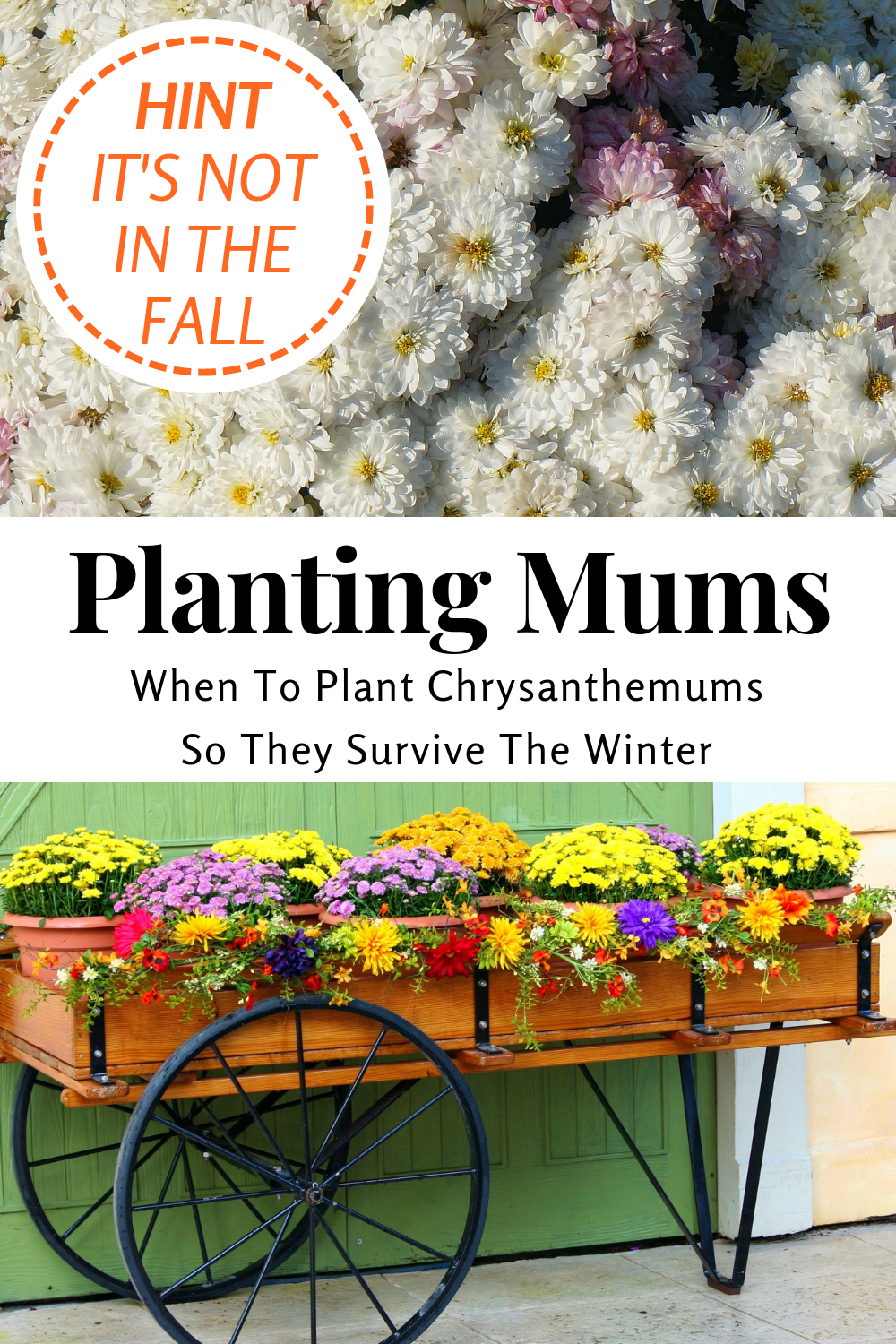 Chrysanthemums: When To Plant Garden Mums
