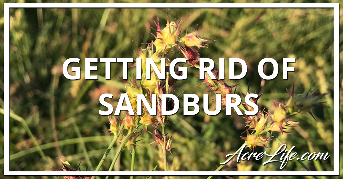 Update to My Sandbur / Sticker / Sandspur Battle - Acre Life