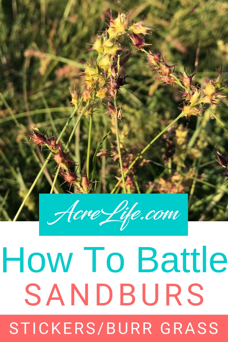 Update To My Sandbur Battle