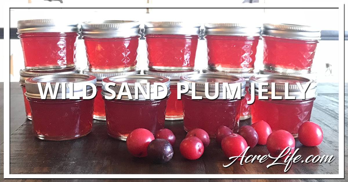 Wild Sand Plum Jelly - Acre Life Food Preservation