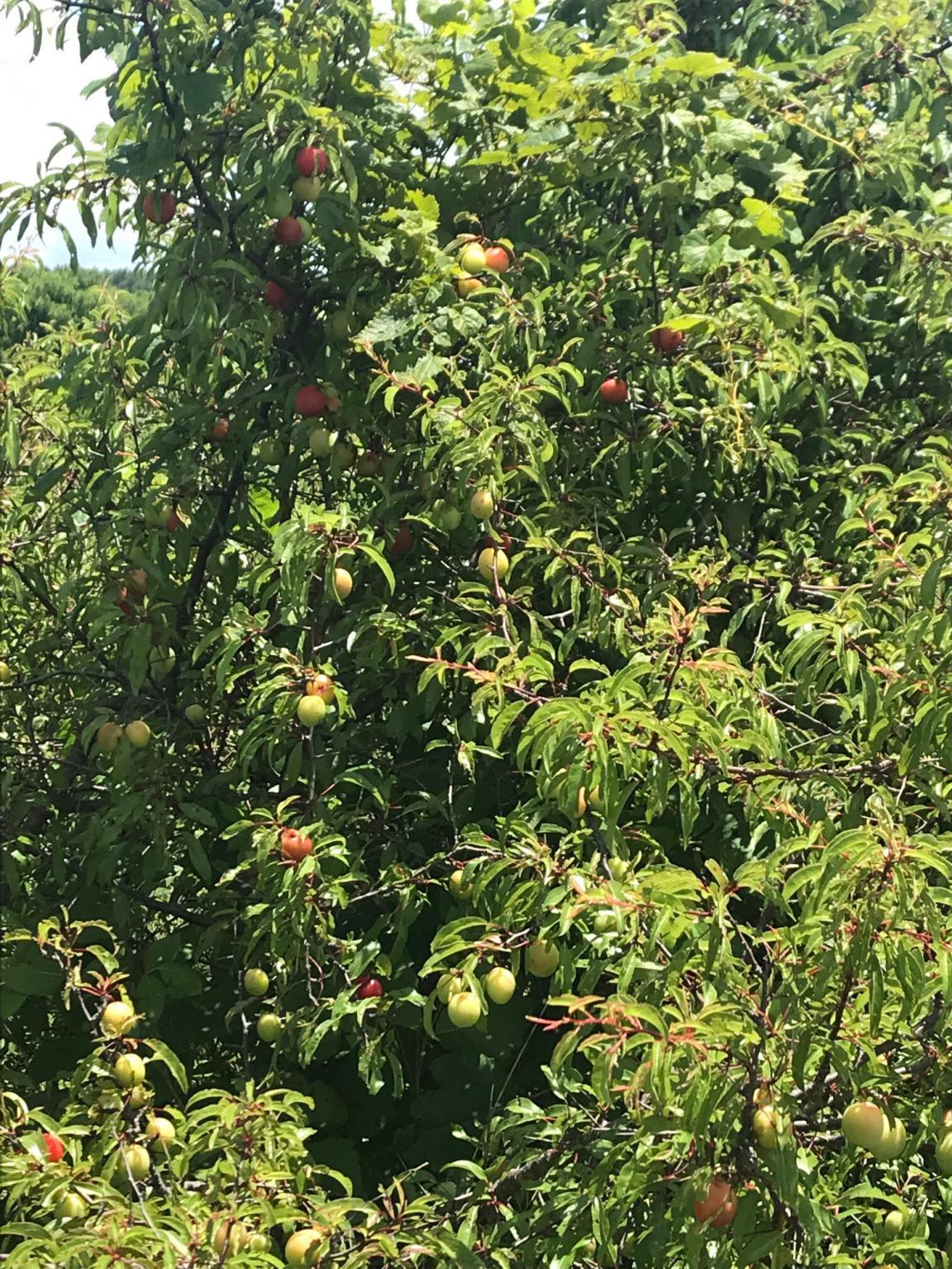 Wild Sand Plum Jelly