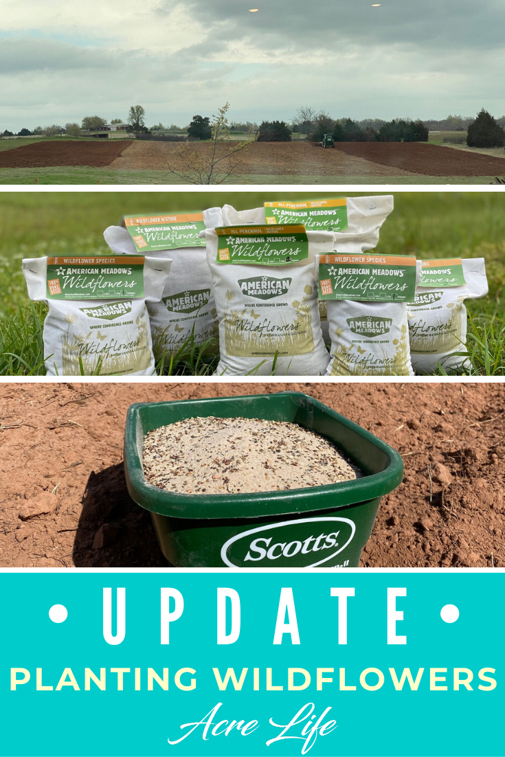 Update to Planting Wildflower Seeds - Acre Life Improving Our Acreage