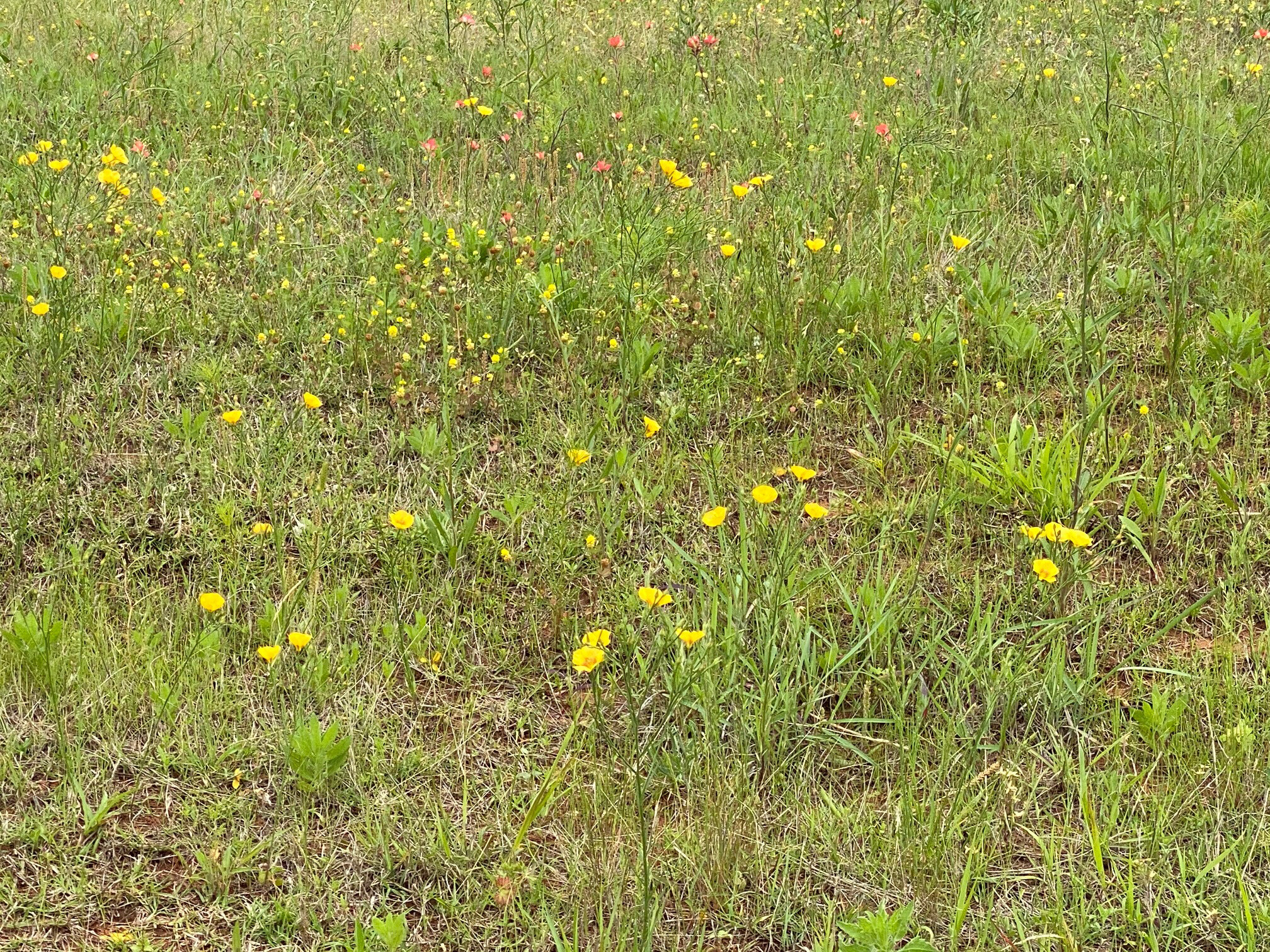 Update to Planting Wildflower Seeds - Acre Life Improving Our Acreage