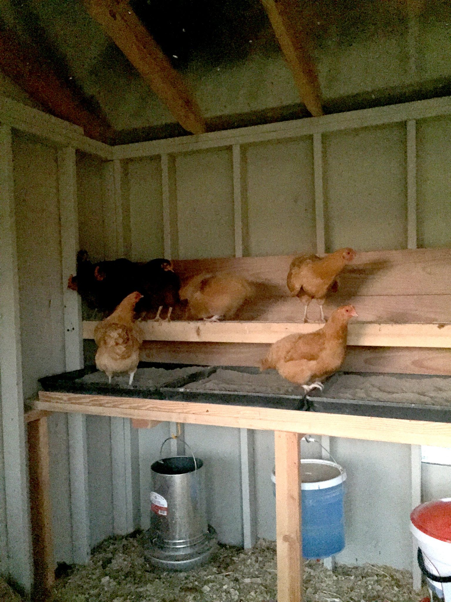 Our Chicken Coop Remodel Promotes Efficiency
