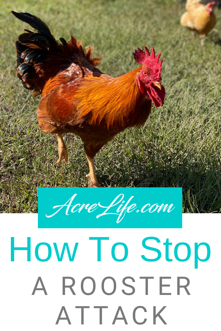 Why Did My Rooster Attack Me?